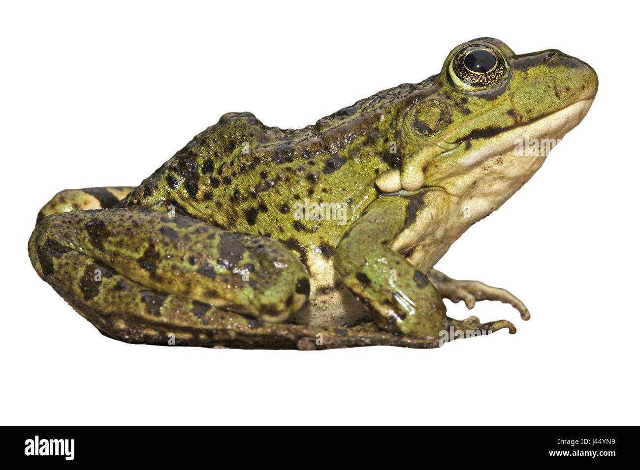 Marsh frog against a white background (rendered Stock Photo - Alamy