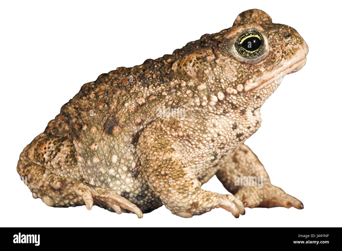 Natterjack toads cut hi-res stock photography and images - Alamy