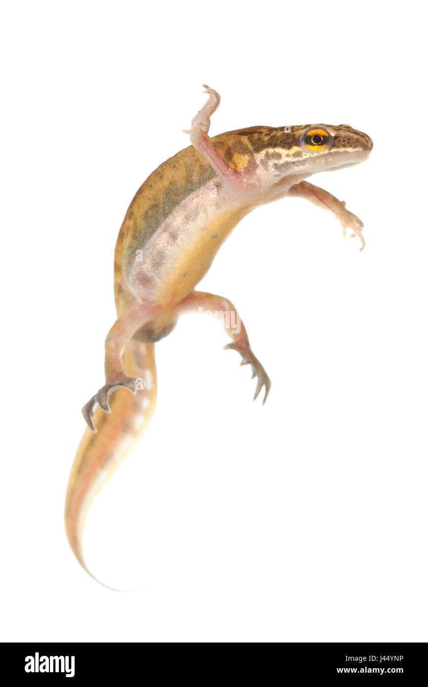 photo of a male palmate newt against a white background Stock Photo - Alamy