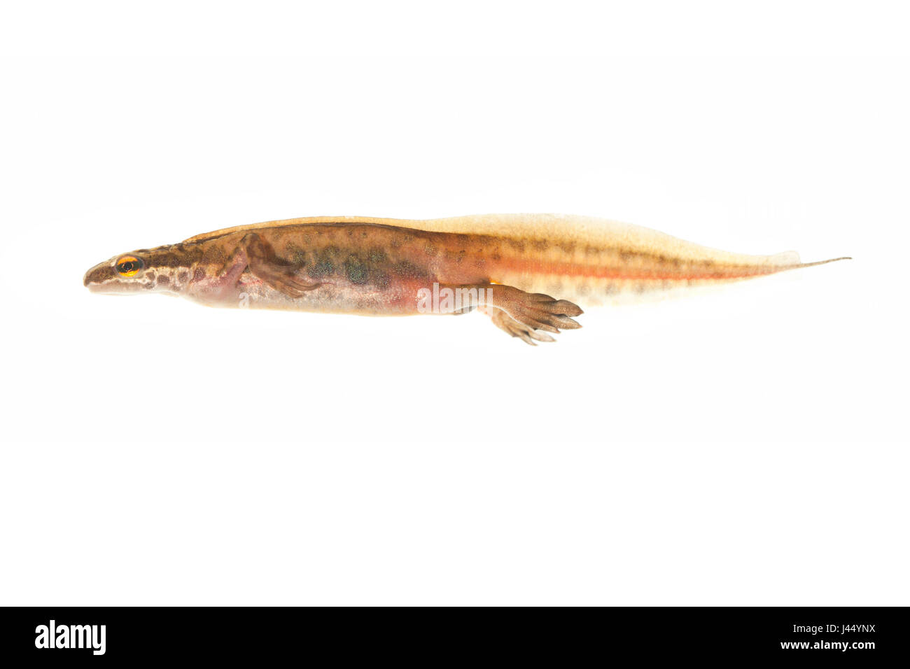 photo of a male palmate newt against a white background Stock Photo - Alamy