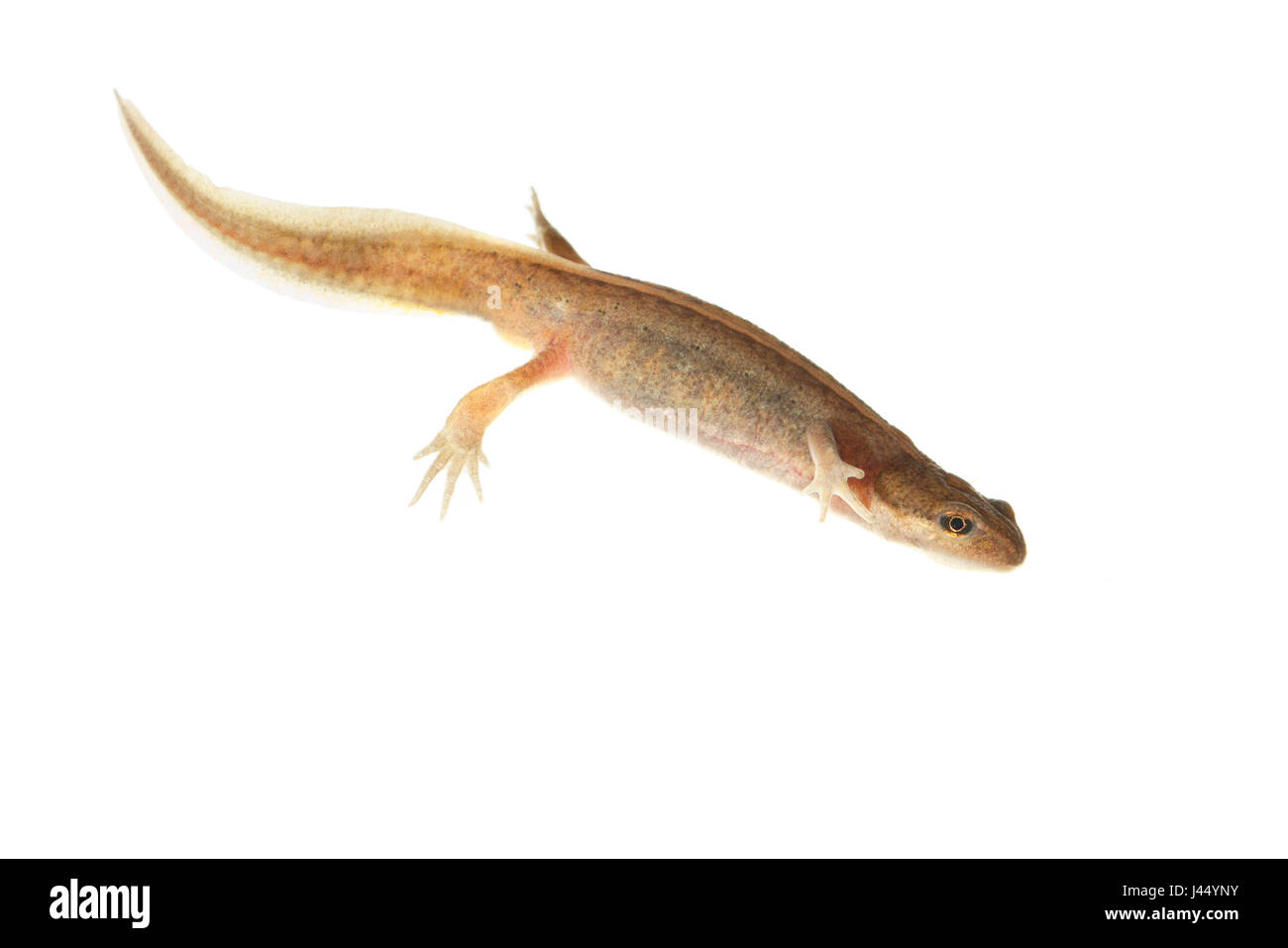 photo of a female palmate newt against a white background Stock Photo ...