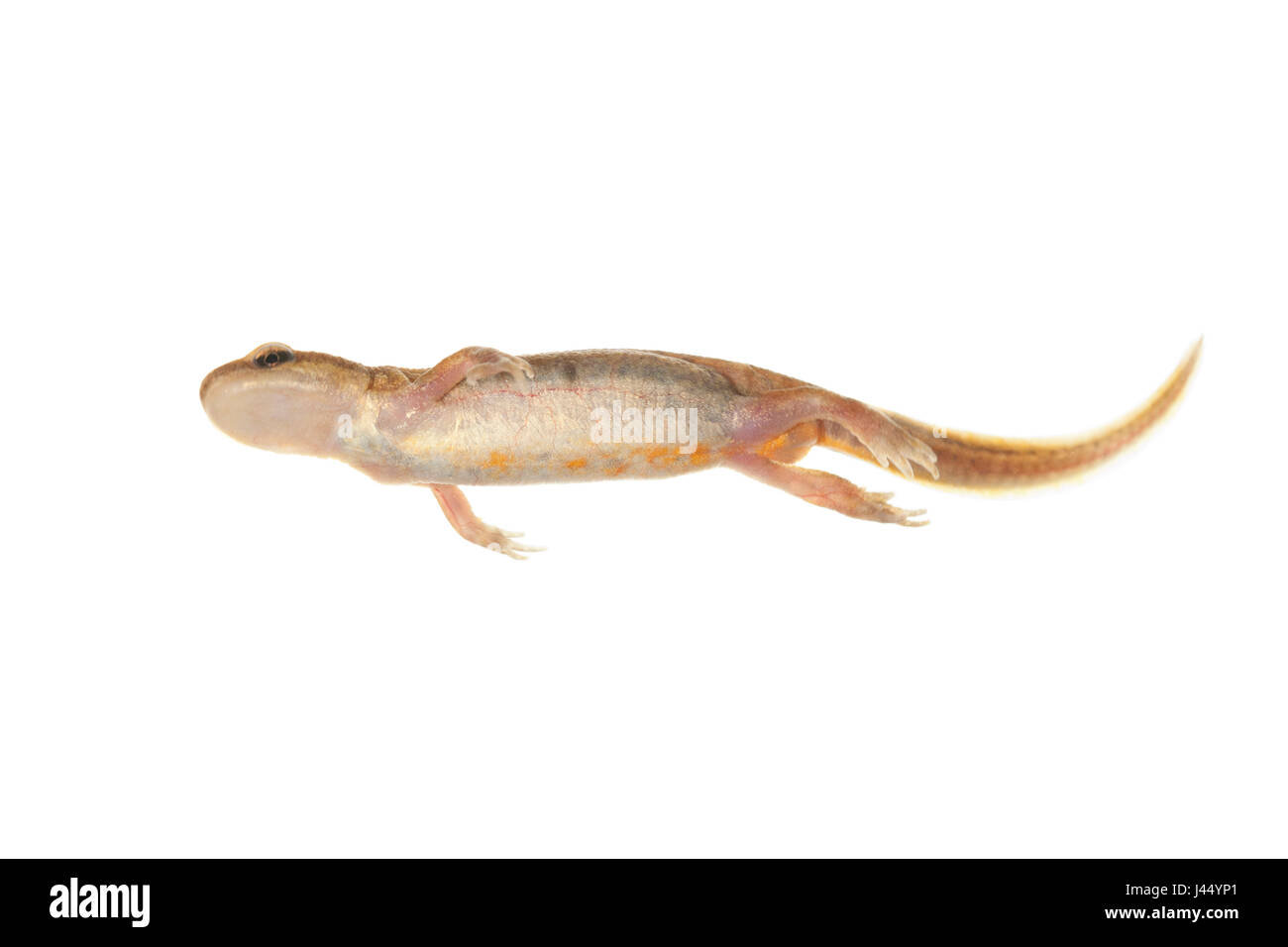 photo of a female palmate newt against a white background Stock Photo ...
