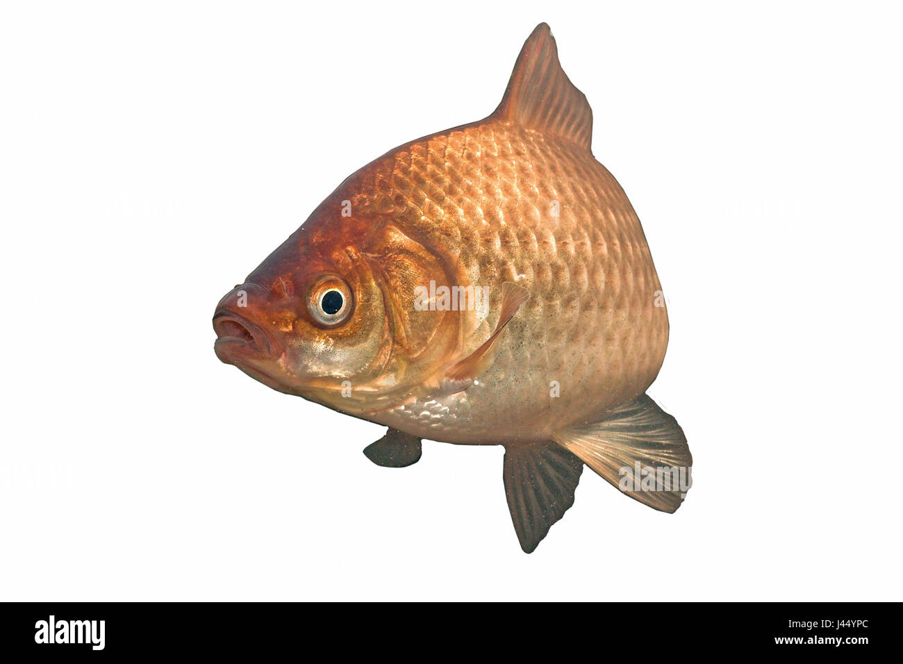 rendered photo of a gibel carp against a white background Stock Photo ...