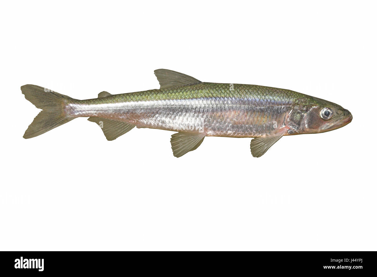 rendered photo of a smelt against a white background Stock Photo - Alamy