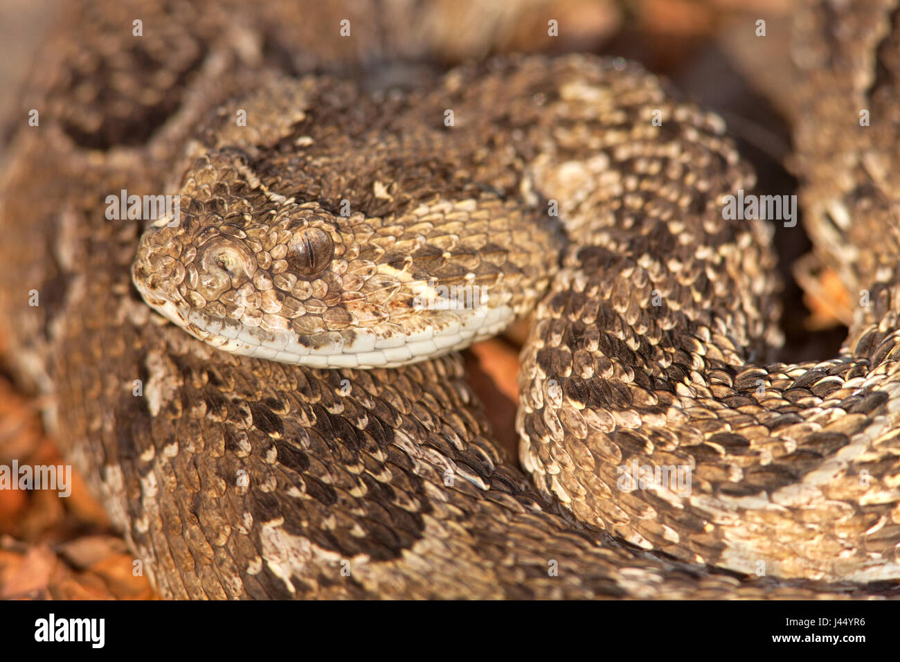 portrait of a puff adder Stock Photo - Alamy