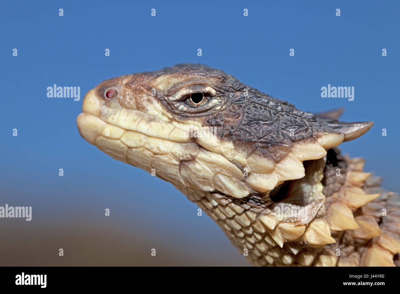 photo of a sungazer Stock Photo - Alamy