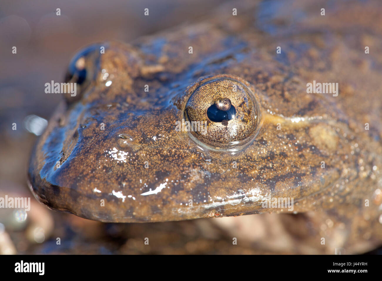 Photo of a Maluti river frog, it has an umbraculum in its eye that ...