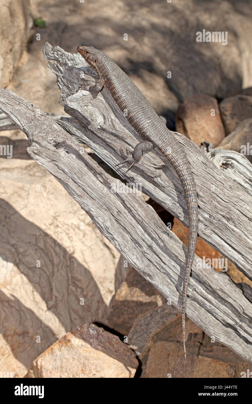 Giant Plated Lizard Gerrhosaurus Validus High Resolution Stock ...