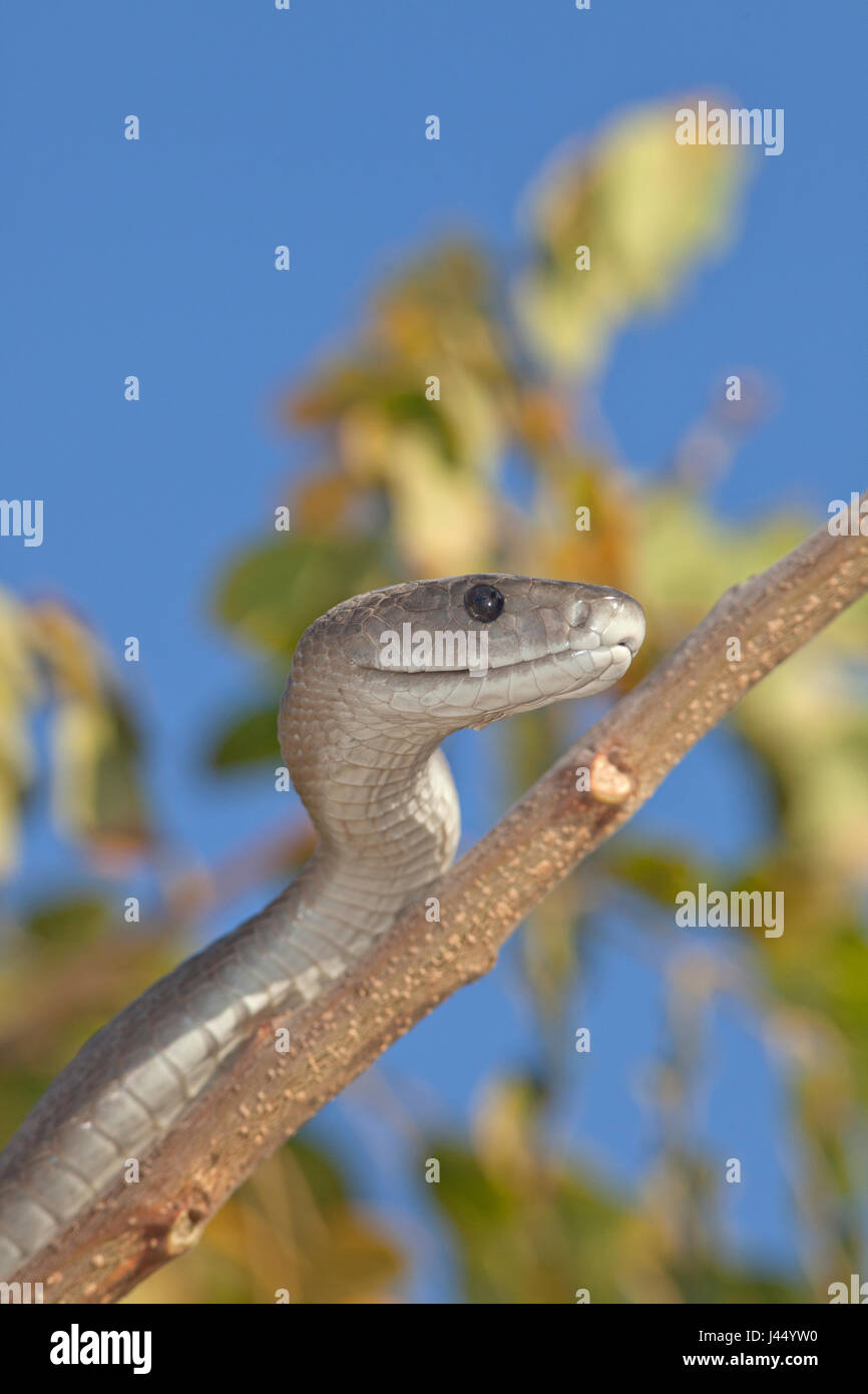photo of a black mamba in a tree Stock Photo - Alamy
