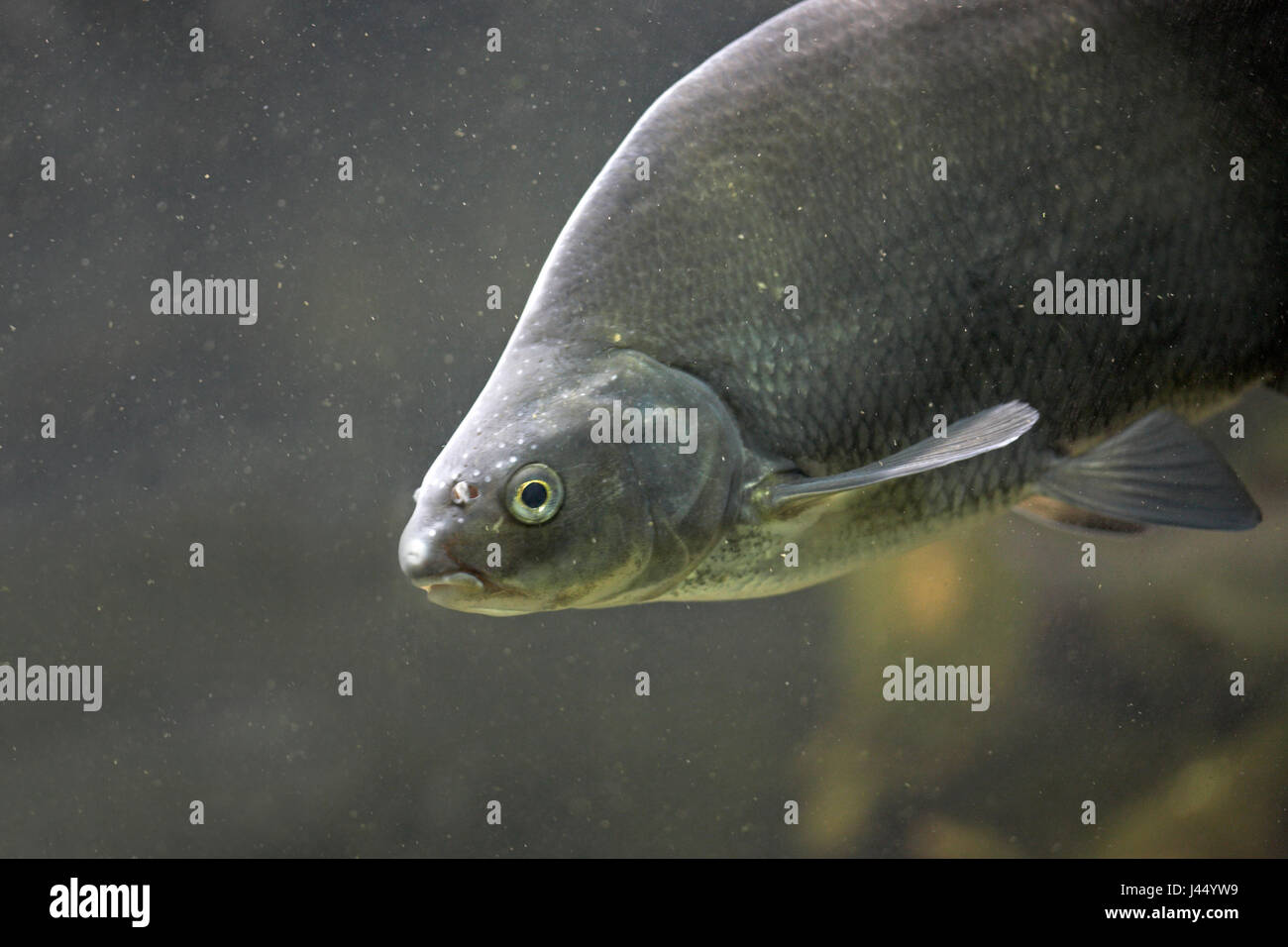 Common bream hi-res stock photography and images - Alamy