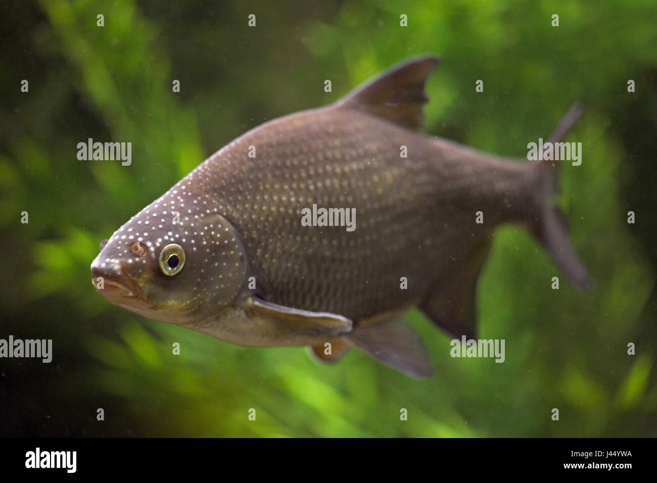 Spawning tubercles hi-res stock photography and images - Alamy