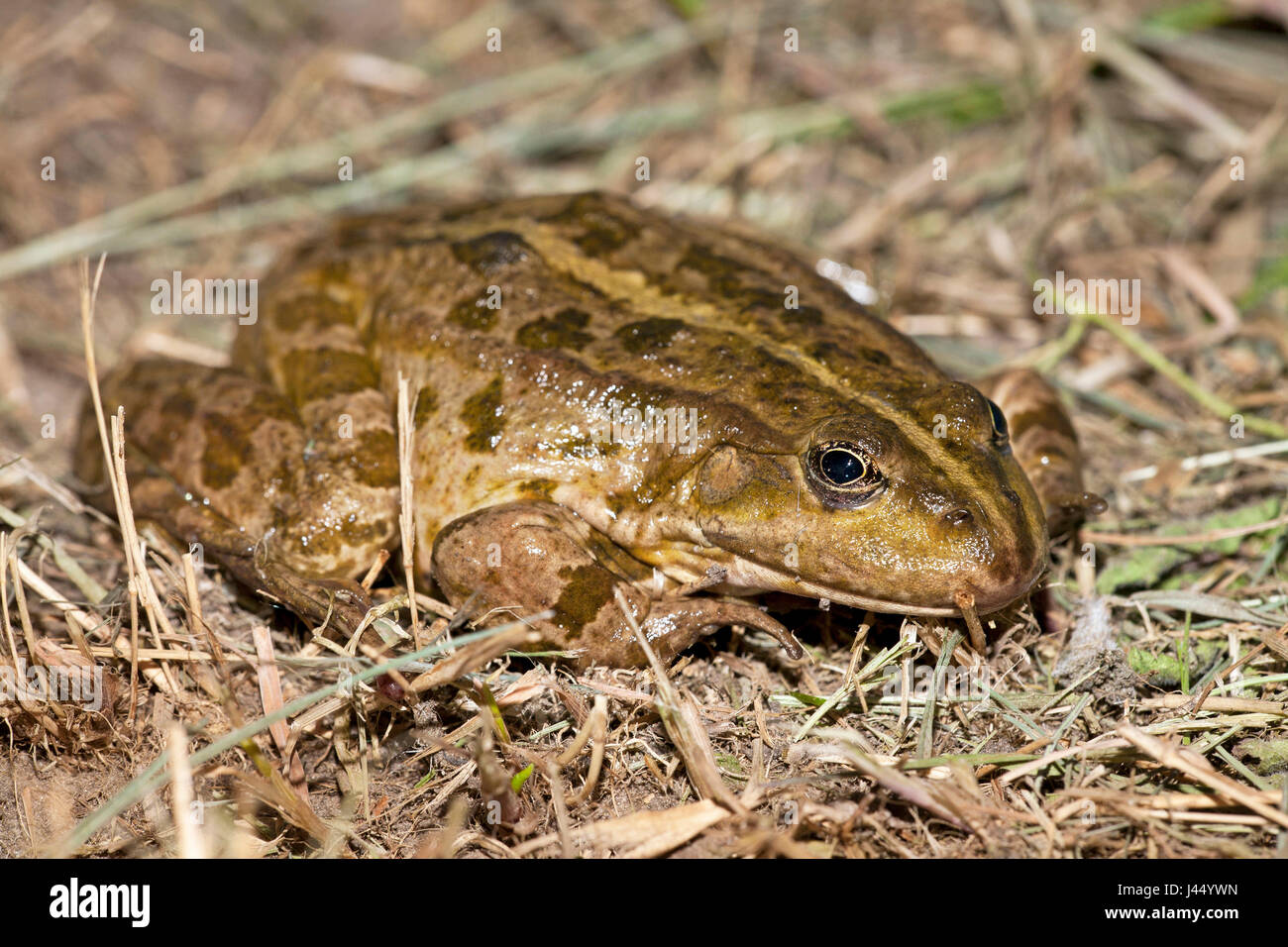 photo of a marsh frog playing dead Stock Photo - Alamy