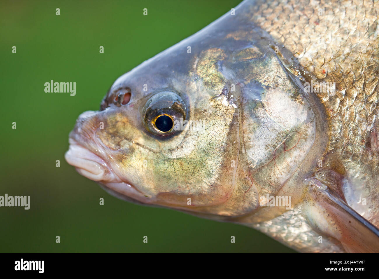 Carp Bream High Resolution Stock Photography and Images - Alamy
