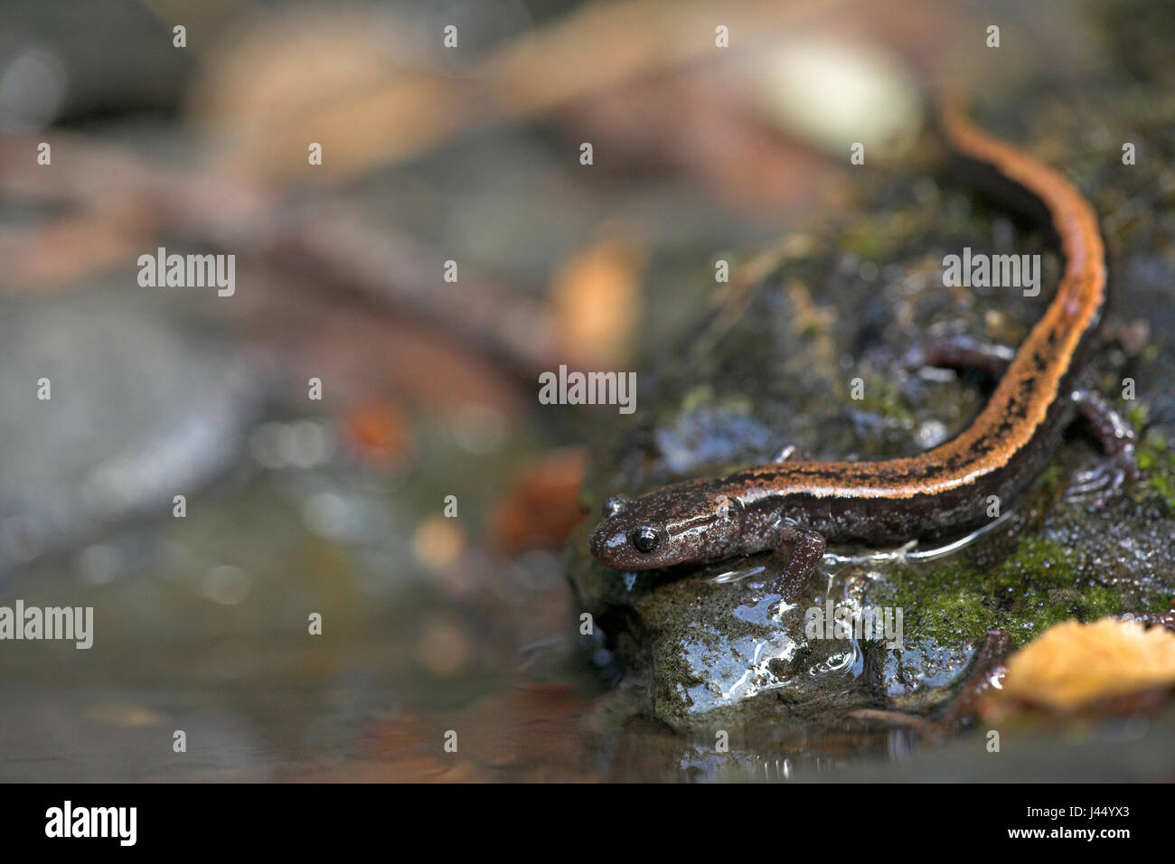 picture of a gold-striped salamander on a rock in a mountain stream ...