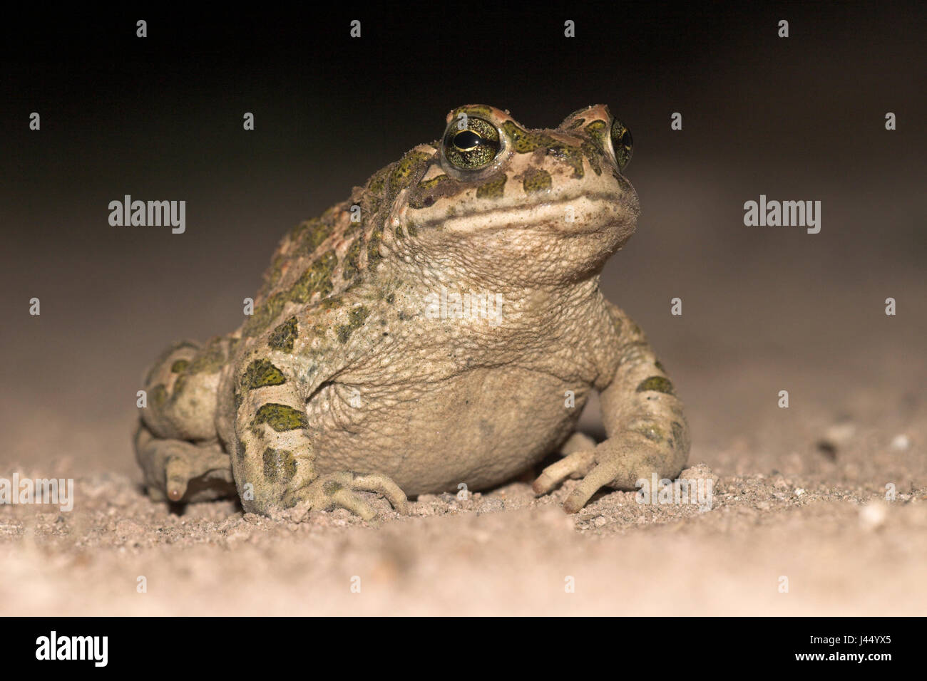 picture of an adult green toad on sand in the dark Stock Photo - Alamy