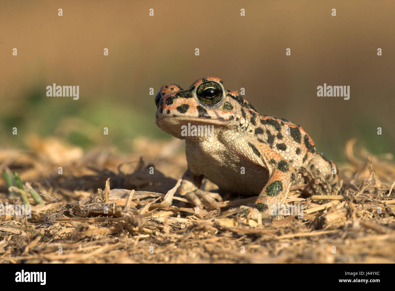 picture of a green toad with nice soft evening light Stock Photo - Alamy