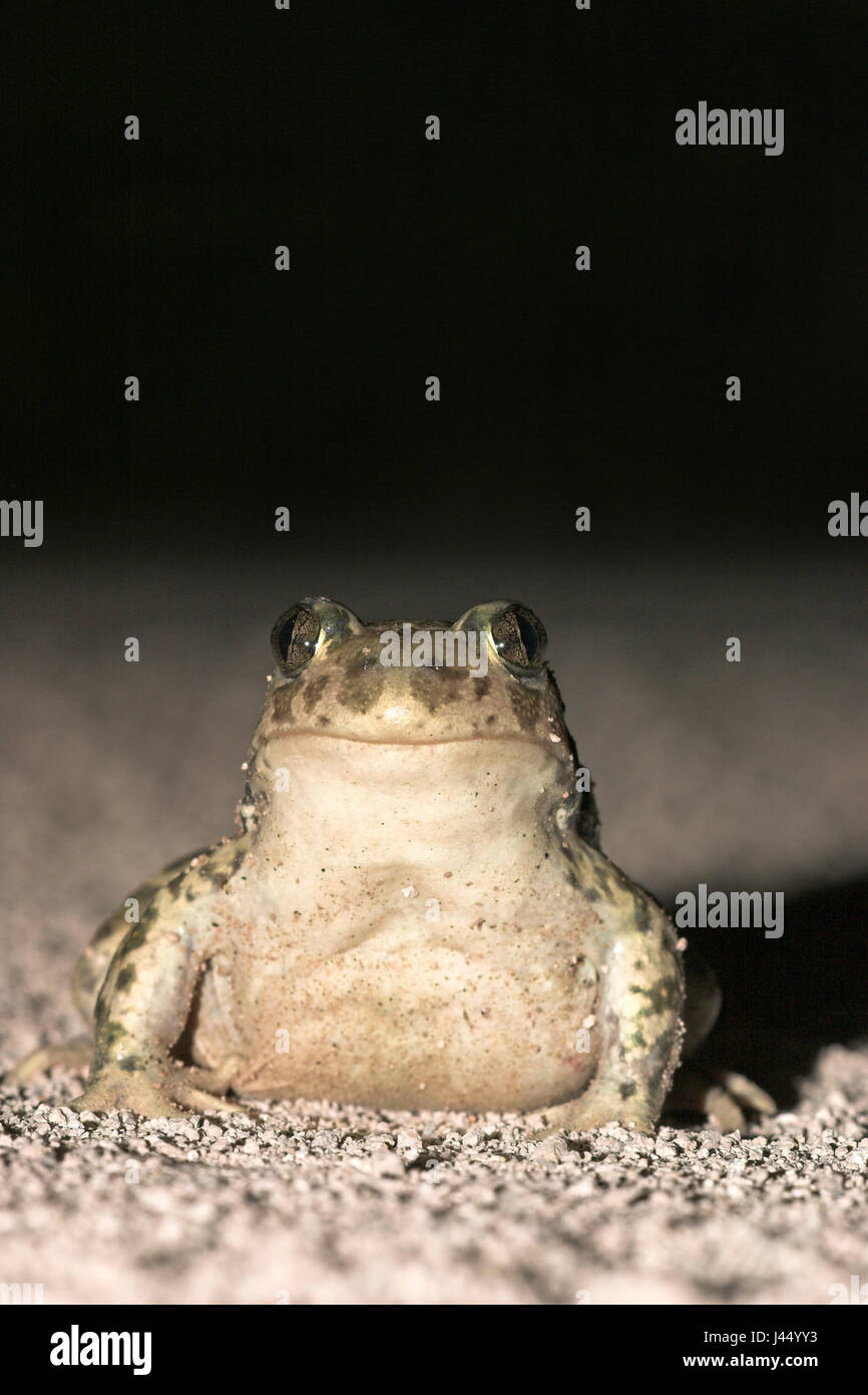 Vertical frontal picture of an Eastern Spadefoot toad Stock Photo - Alamy