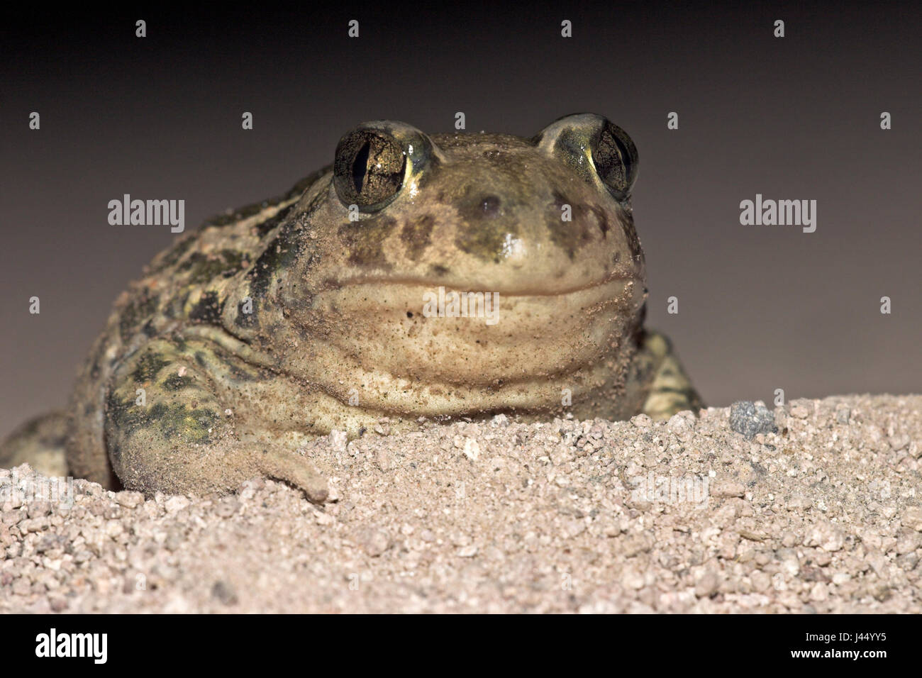 An Eastern Spadefoot toad looks over a small hill of sand Stock Photo ...