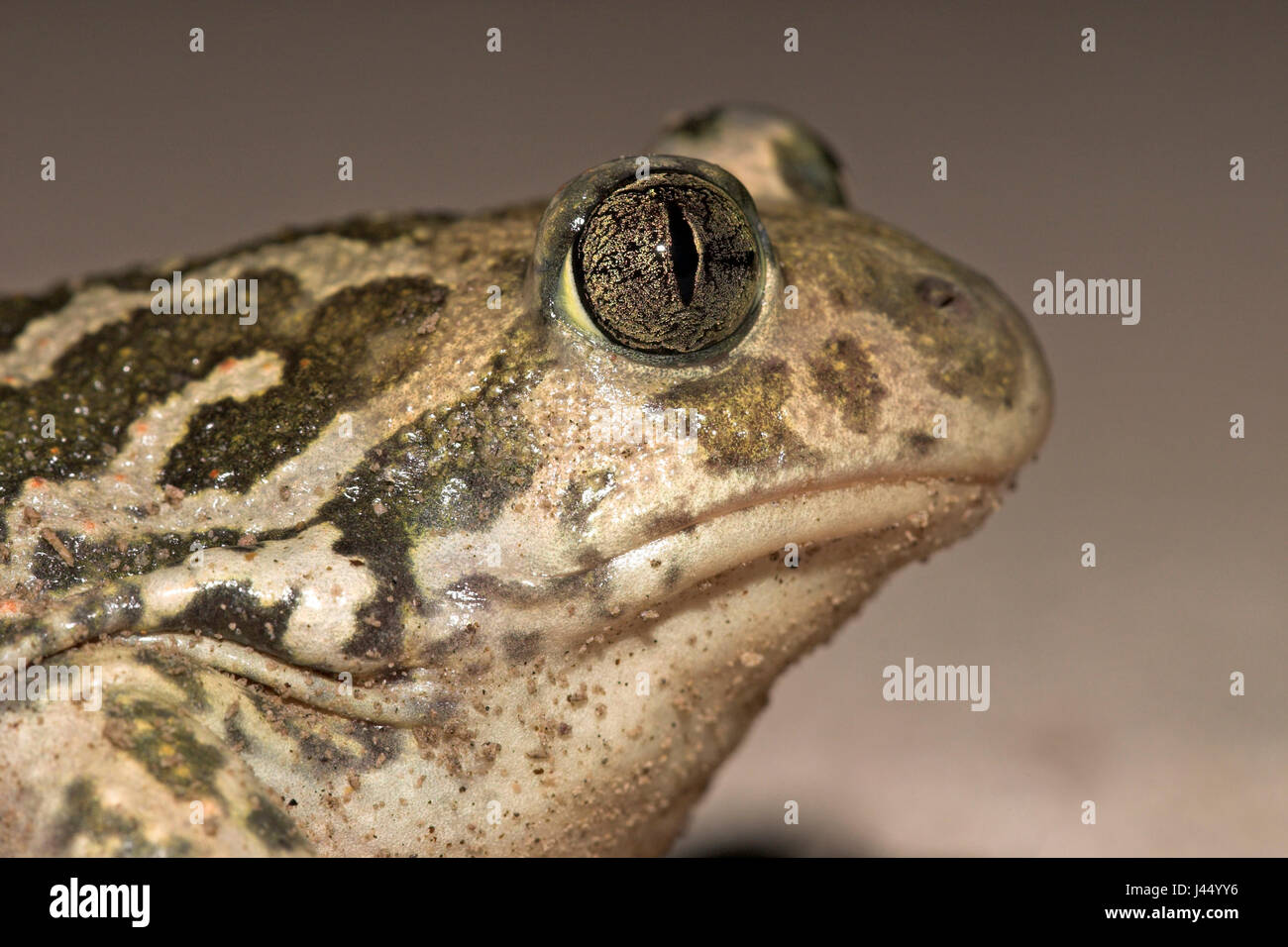 Portrait of an Eastern Spadefoot Stock Photo - Alamy