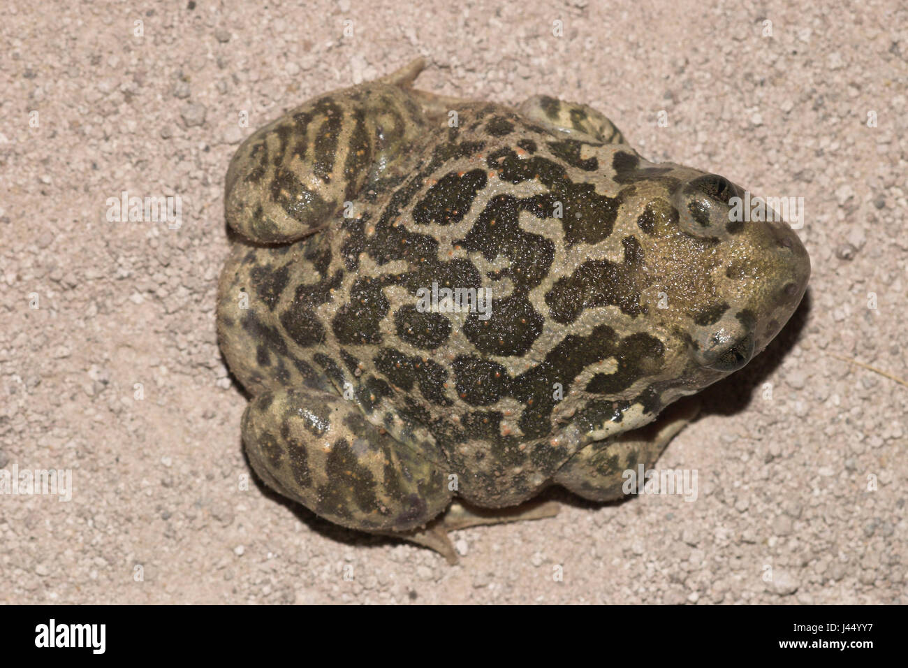 Eastern Spadefoot photographed from above Stock Photo - Alamy