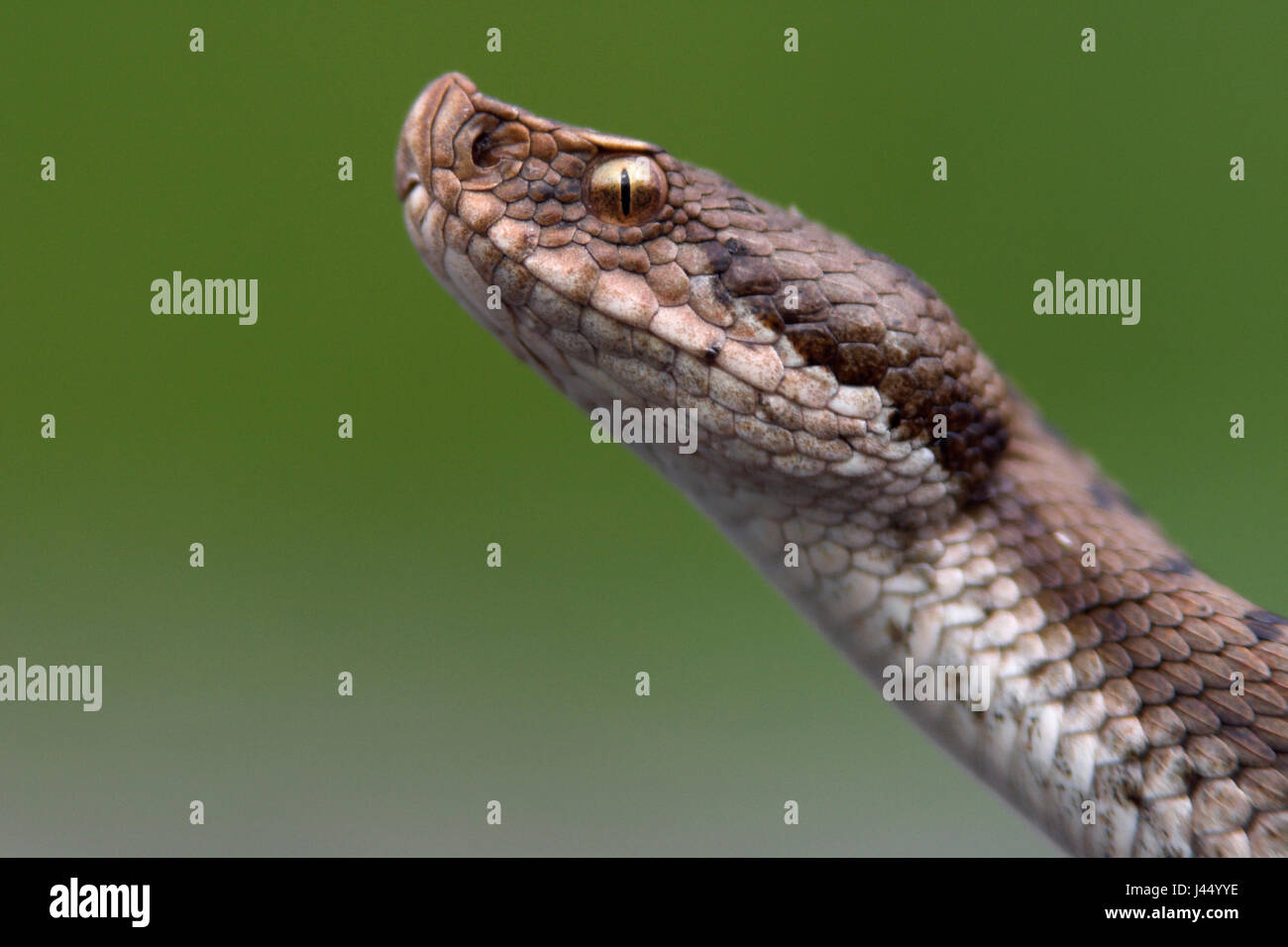 portrait of an Asp viper Stock Photo - Alamy