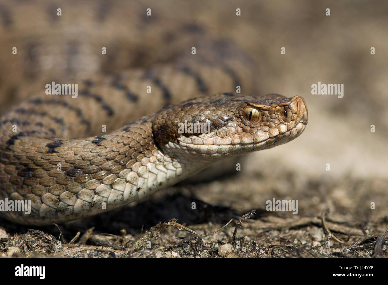 portrait of an Asp viper Stock Photo - Alamy