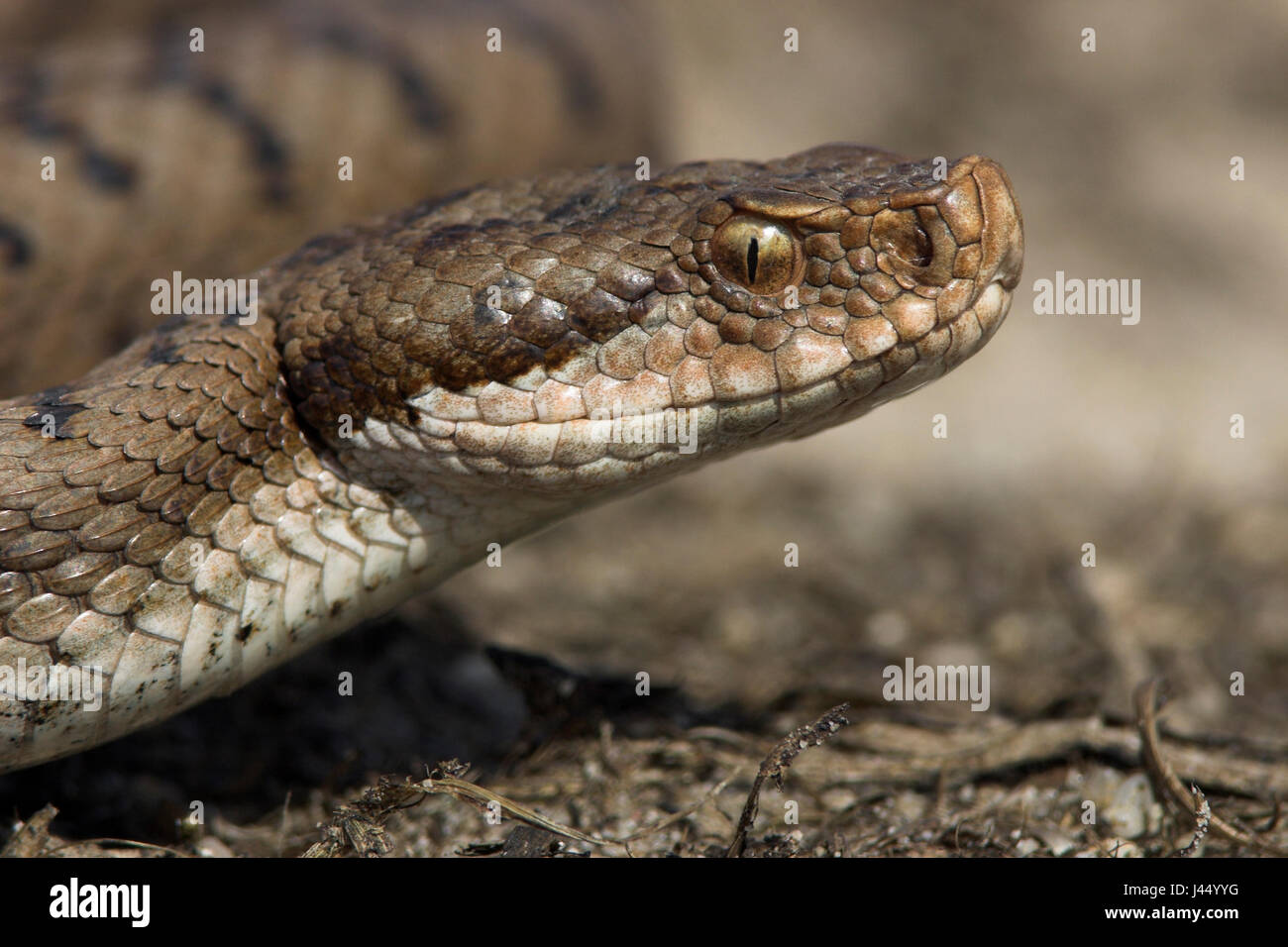 portrait of an Asp viper Stock Photo - Alamy