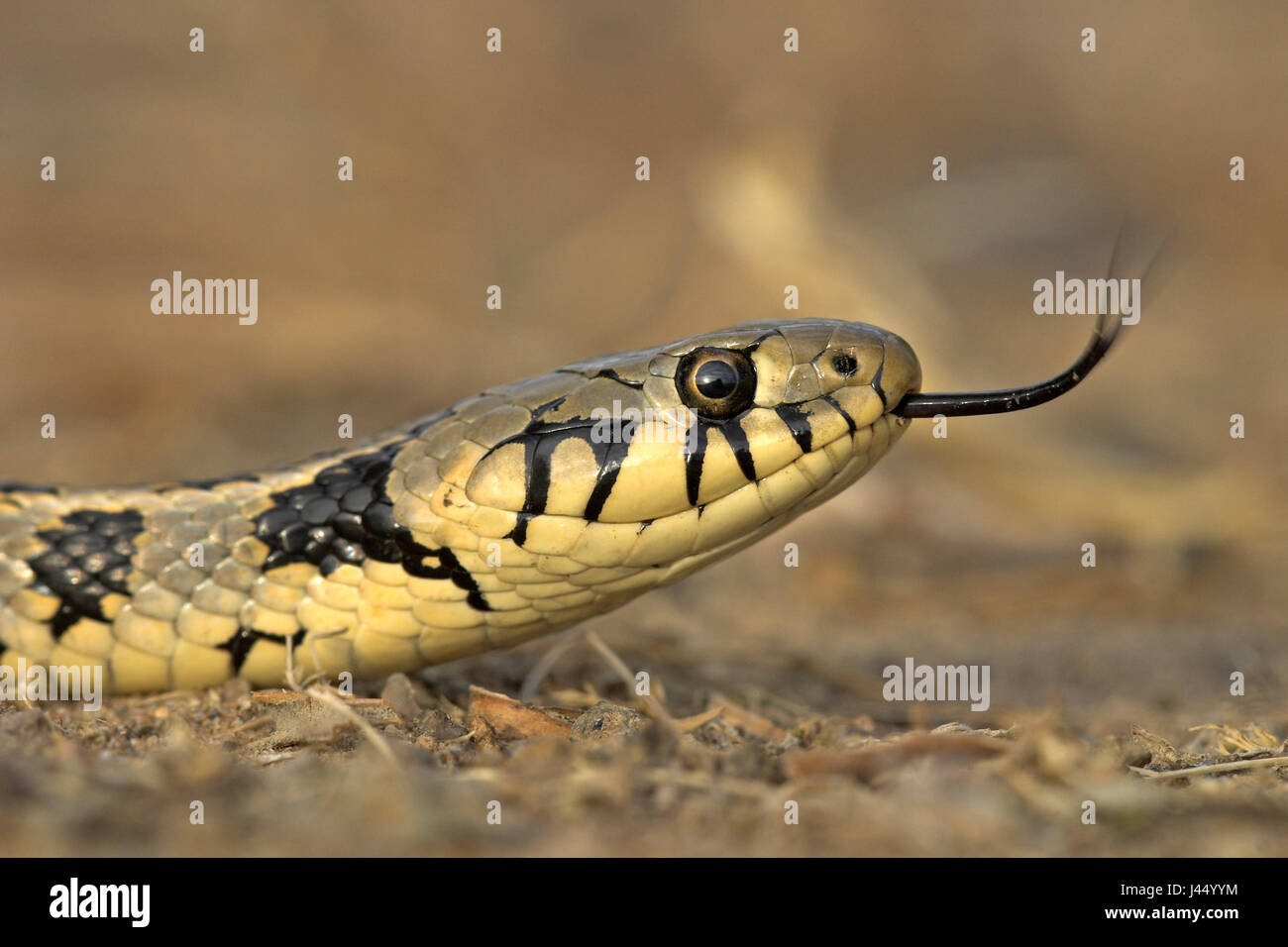 Snakes tongue hi-res stock photography and images - Alamy