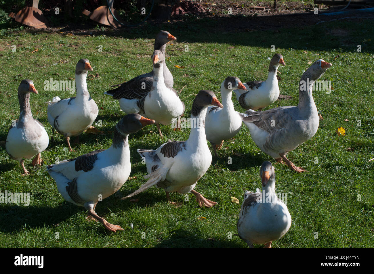 Spotted goose on a farm in Gülpe, Western Havelland, Brandenburg ...