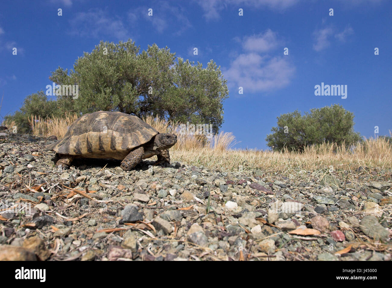 photo of marginated tortoise Stock Photo - Alamy