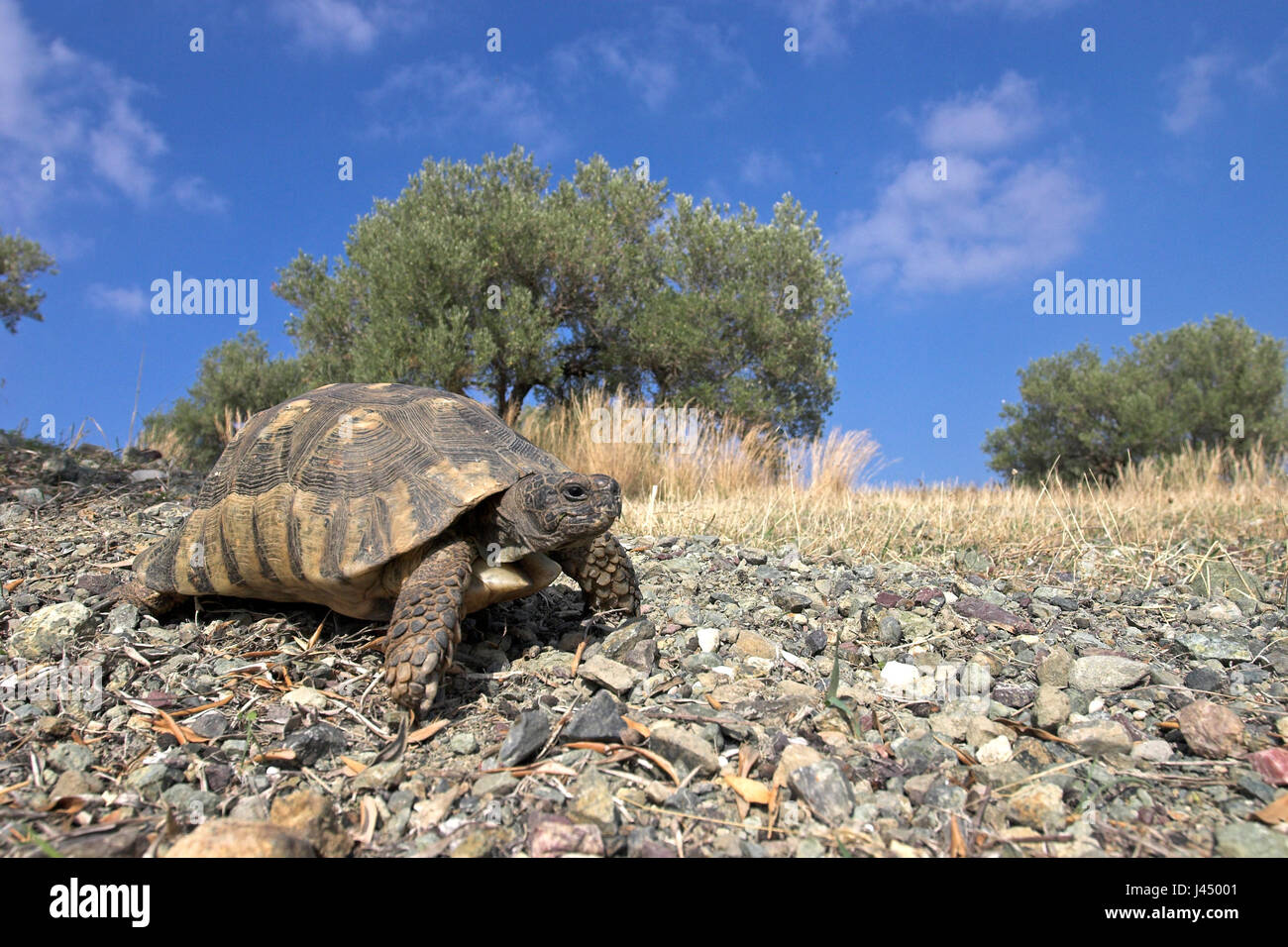 photo of marginated tortoise Stock Photo - Alamy