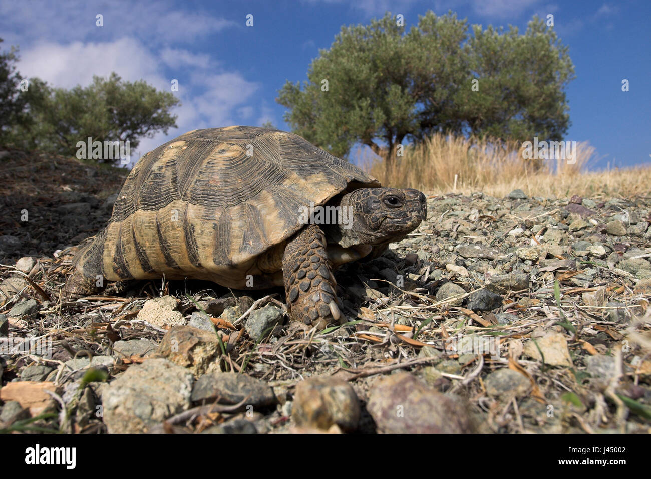 photo of marginated tortoise Stock Photo - Alamy