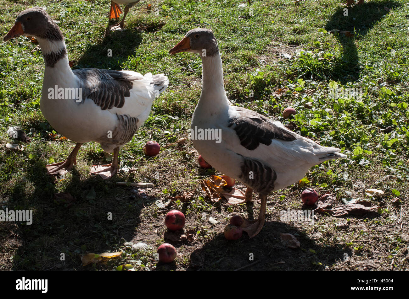 Spotted goose on a farm in Gülpe, Western Havelland, Brandenburg ...