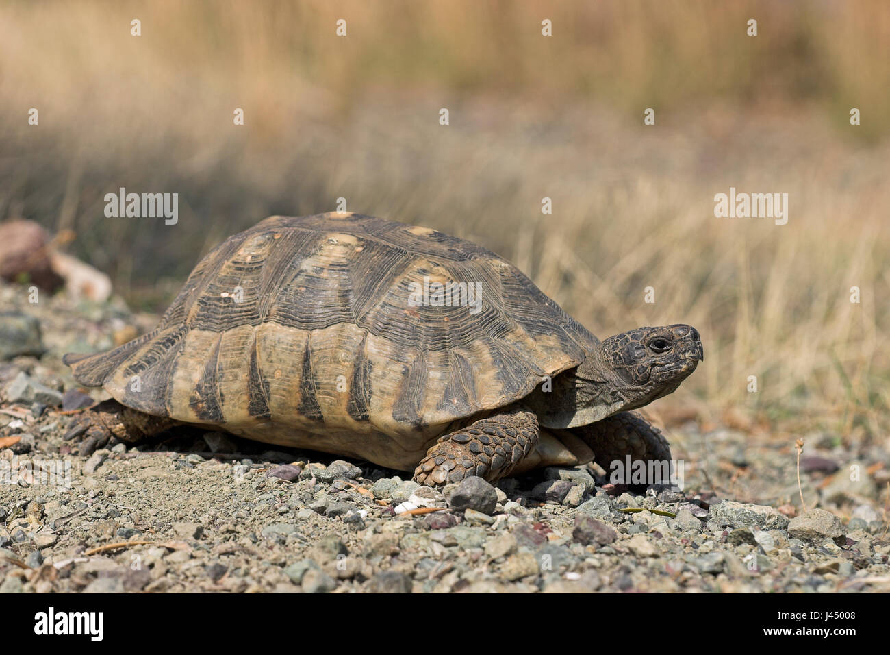 Photo of a tortoise hi-res stock photography and images - Alamy