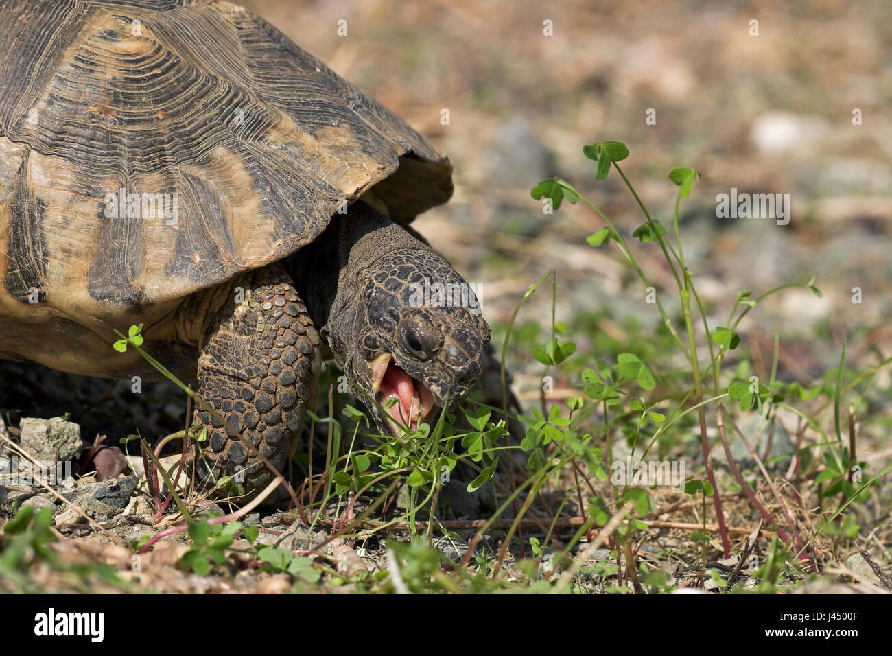photo of a feeding marginated tortoise Stock Photo - Alamy