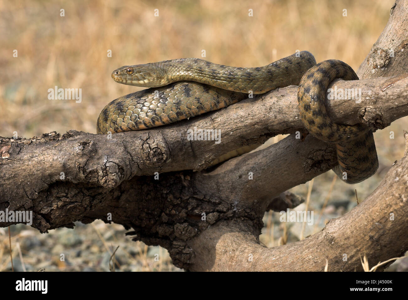 Dead dice snake hi-res stock photography and images - Alamy