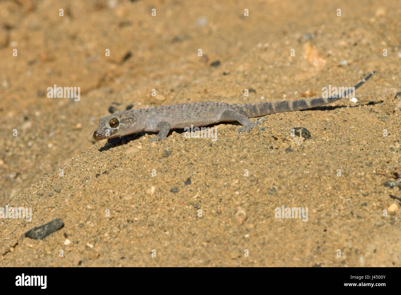 photo of an Mediterranean house gecko on sand Stock Photo - Alamy