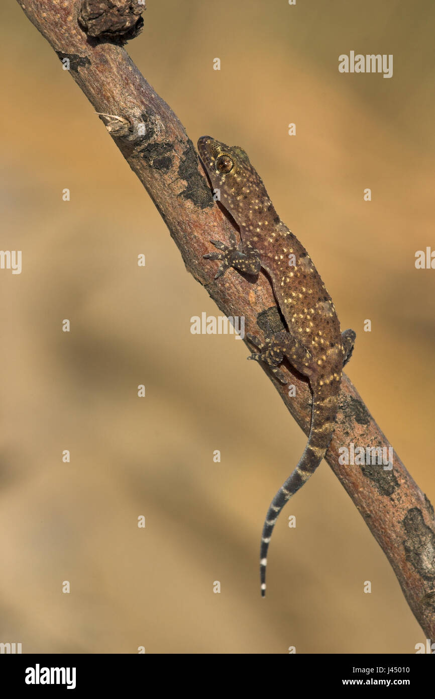 photo of an Mediterranean house gecko on a branch Stock Photo - Alamy