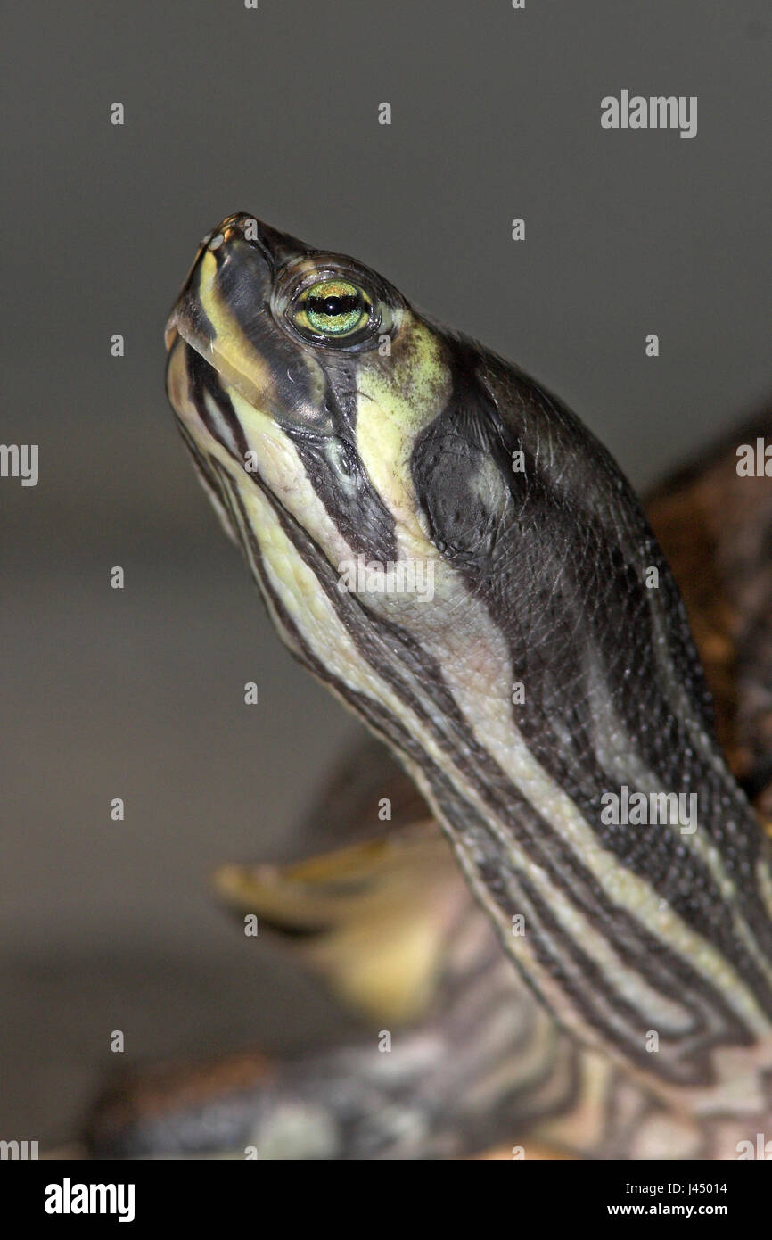portrait of a Cumberland slider turtle Stock Photo - Alamy