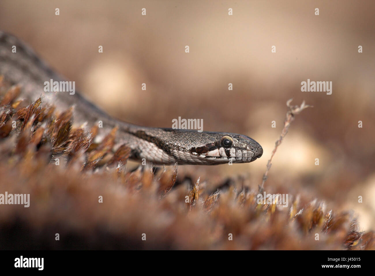 Smooth snake hi-res stock photography and images - Alamy