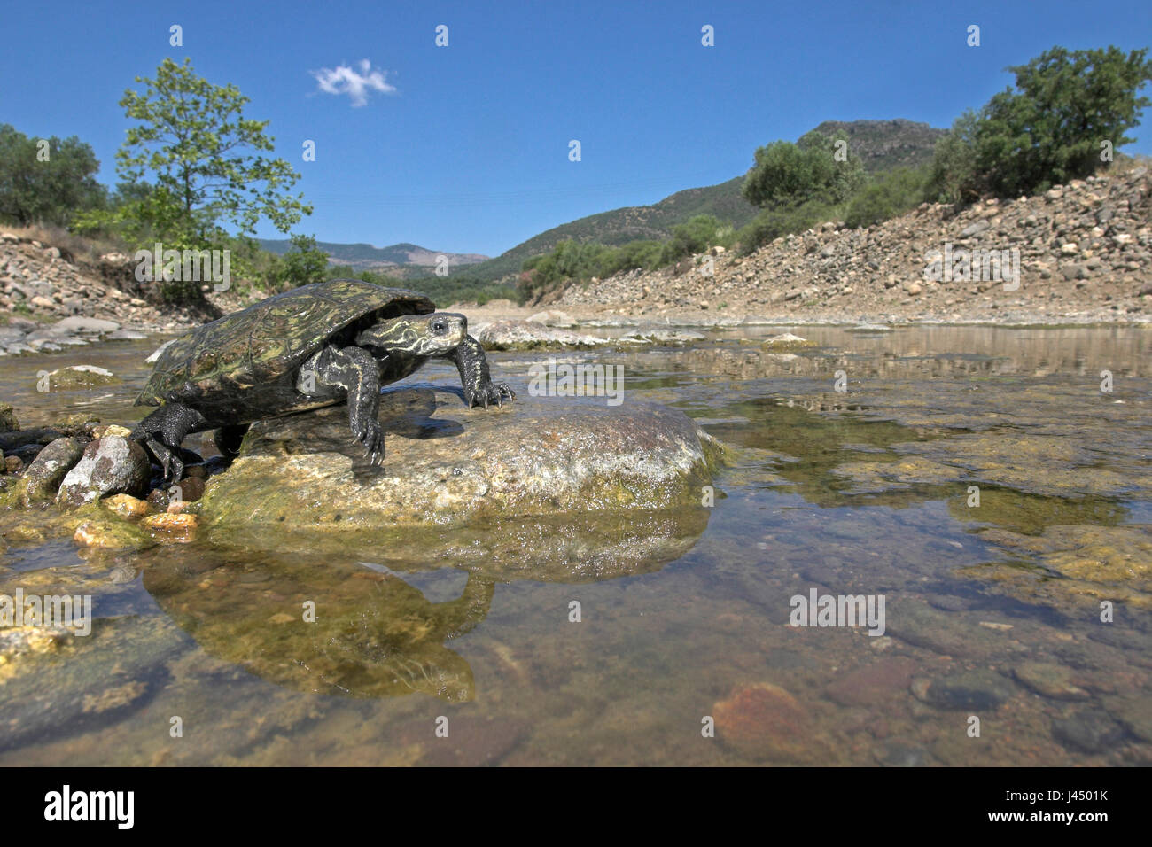 Foto van een Balkanbeekschildpad (andere naam is kaspische ...
