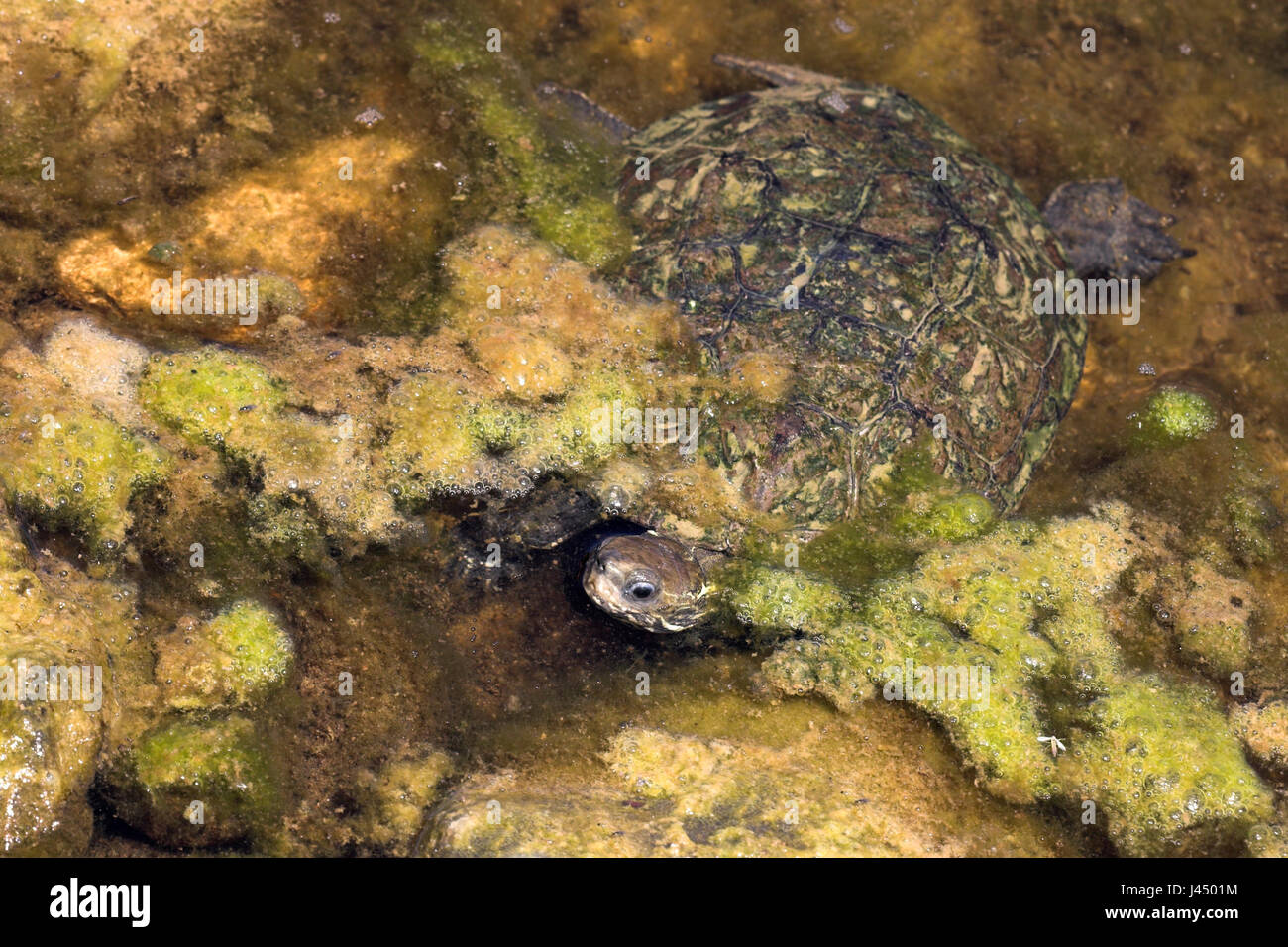 photo of a swimming Stripe-necked terrapin taken from above Stock Photo ...