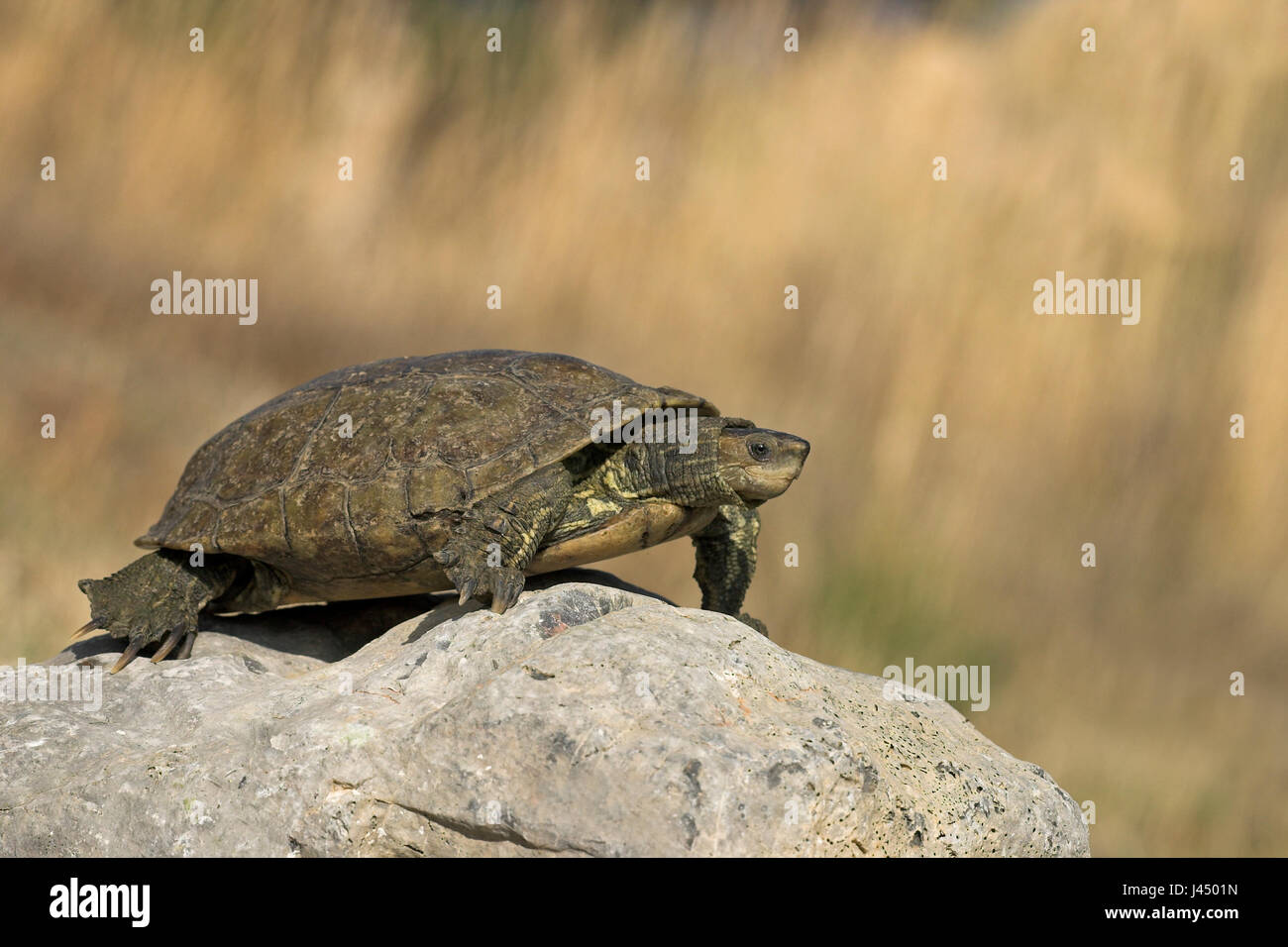 photo of a Stripe-necked terrapin basking on a rock Stock Photo - Alamy