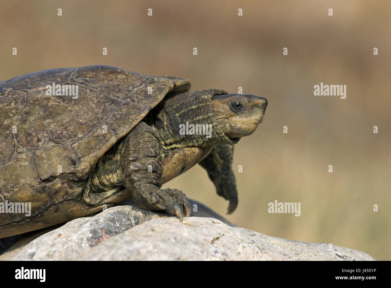 portrait of a Stripe-necked terrapin Stock Photo - Alamy