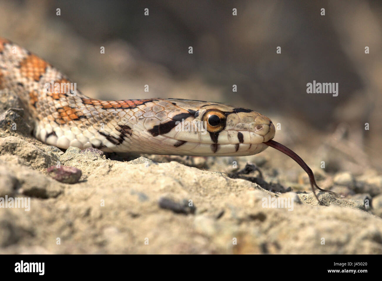 Sticks out tongue tongue hi-res stock photography and images - Alamy
