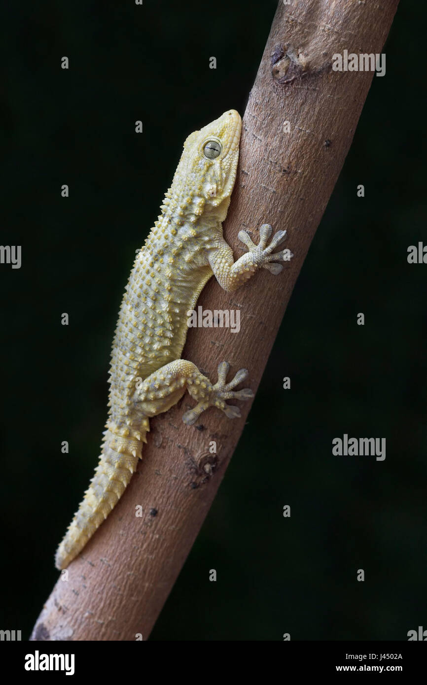 photo of a moorish gecko on a tree branch Stock Photo - Alamy