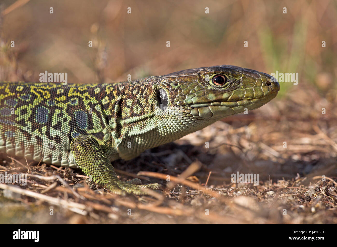 portrait of an Ocellated lizard Stock Photo - Alamy