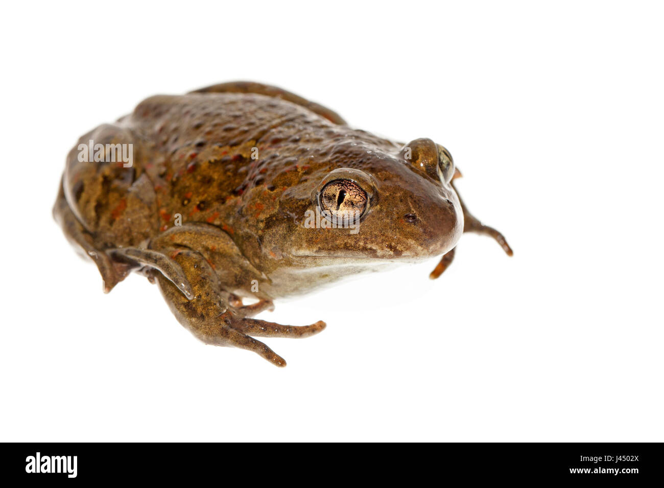 photo of a common spadefoot (Pelobates fuscus) against a white ...