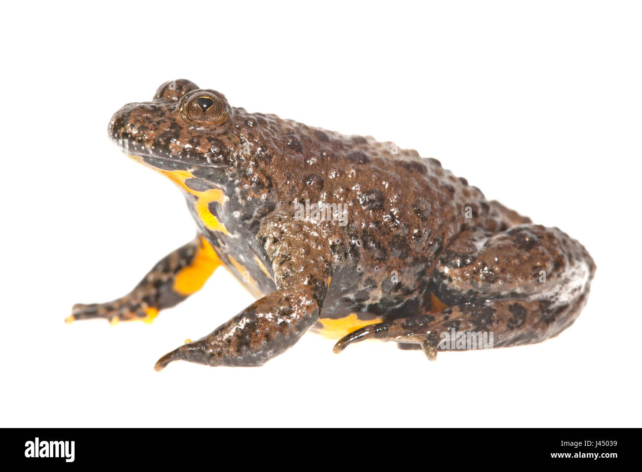 Yellow bellied toads bombina variegata Cut Out Stock Images & Pictures ...