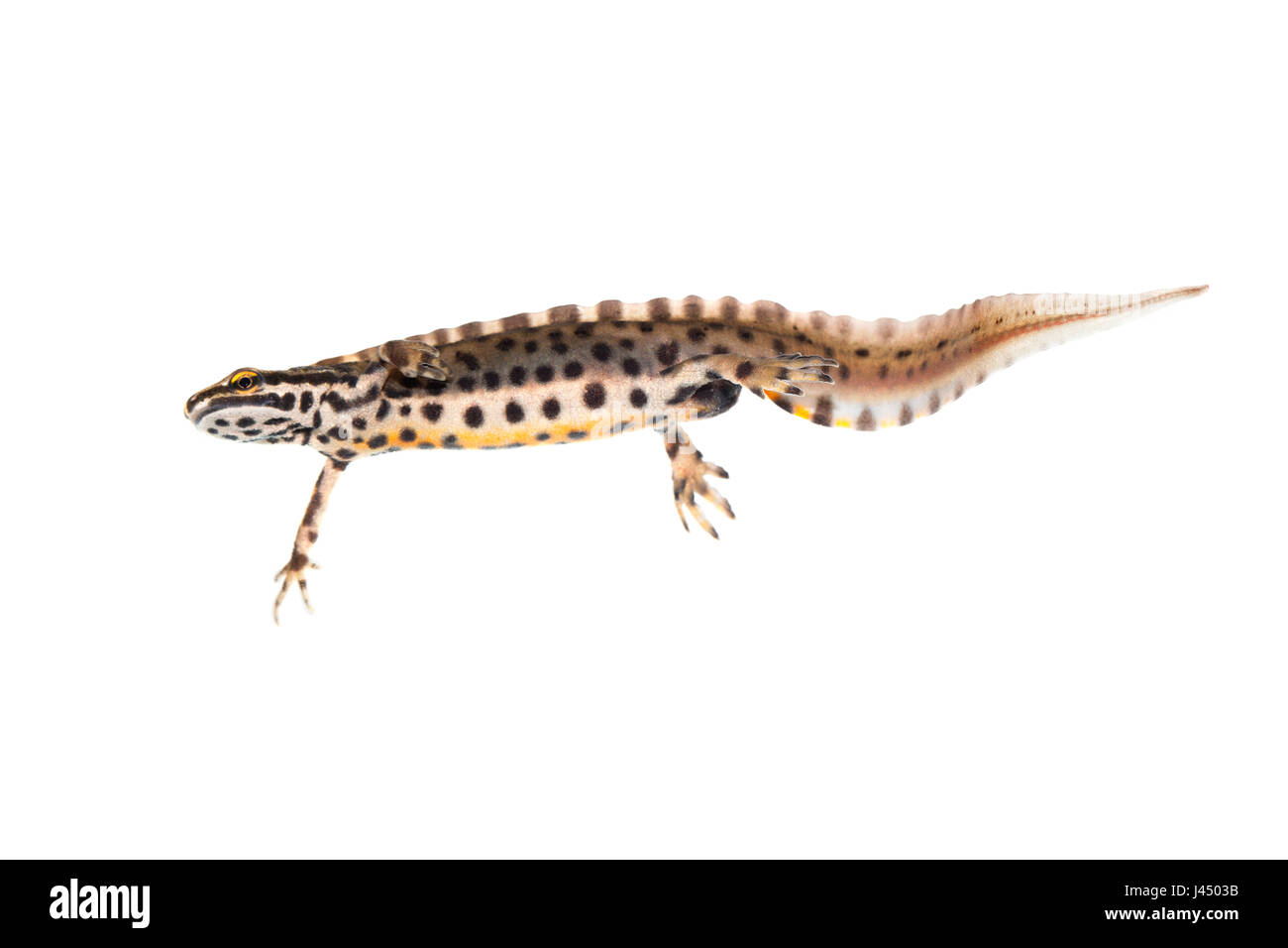 Common smooth newts Cut Out Stock Images & Pictures - Alamy